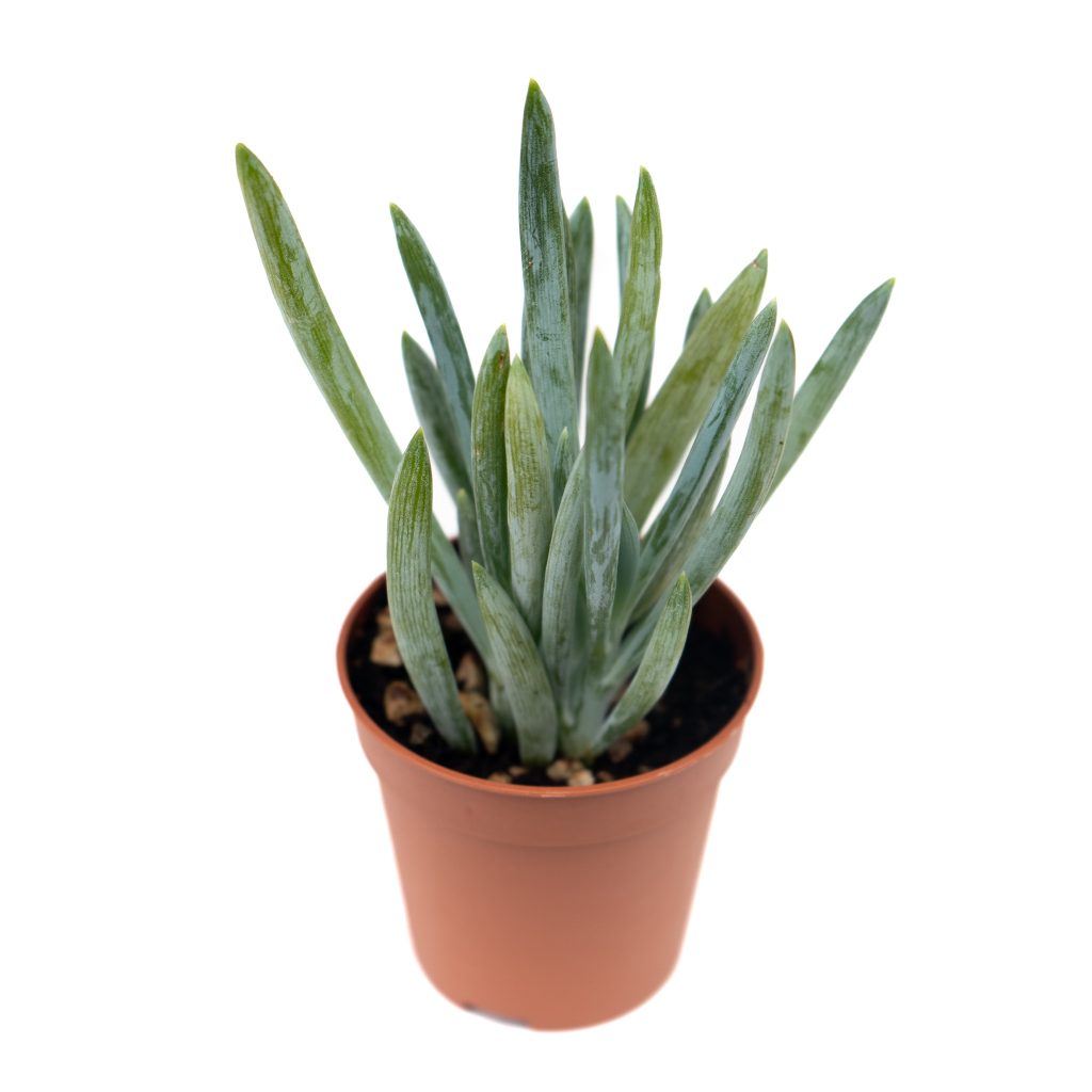 Senecio | AG Sanremo